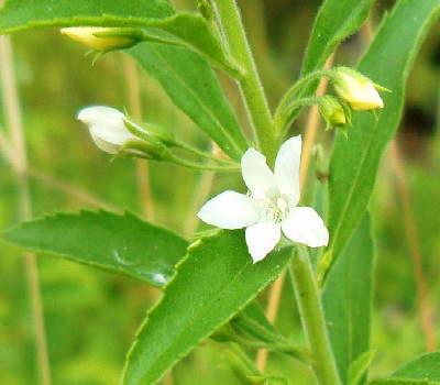 Capraria biflora / Goat Weed